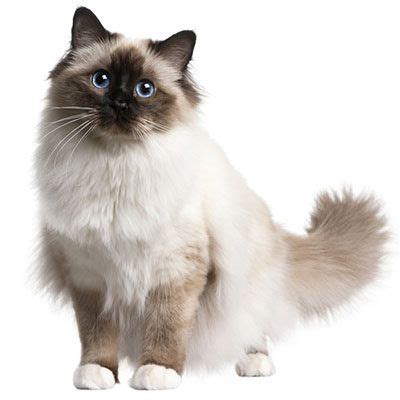 Sagrado De Birmania Todo Sobre Esta Raza De Gatos Razas De Gatos