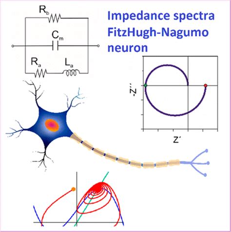 A Frequency Domain Analysis Of The Excitability And Bifurcations Of The