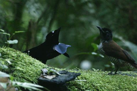 Un encuentro inolvidable con aves del paraíso en las montañas Arfak de