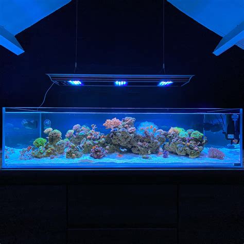 Shallow Reef Tank Atelier Yuwa Ciao Jp