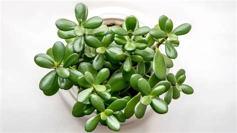 Árbol de jade la planta que atrae el dinero Cómo cuidarla Uno TV
