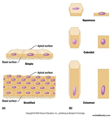 Eight Types Of Epithelial Tissue