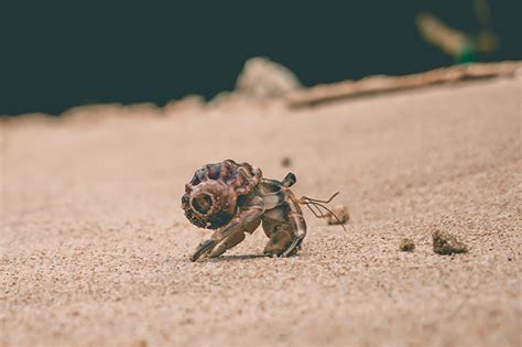 Are Hermit Crabs Endangered Species Hermit Crab