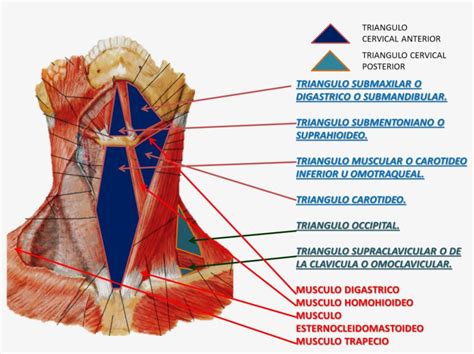 Muscles Of The Neck