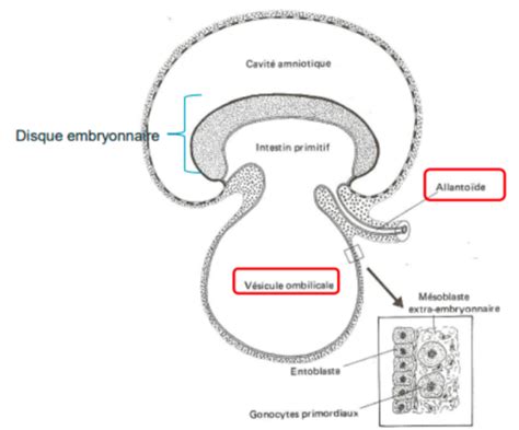 Capsule Embryologie De L Appareil G Nital Indiff Renci Cartes