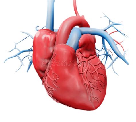 Human Heart Anatomy Stock Vector Illustration Of Healthy 10452637
