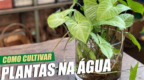 COMO CULTIVAR PLANTAS NA ÁGUA Mergulhe no fascinante universo de