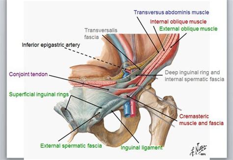 Inguinal Canal Flashcards Quizlet