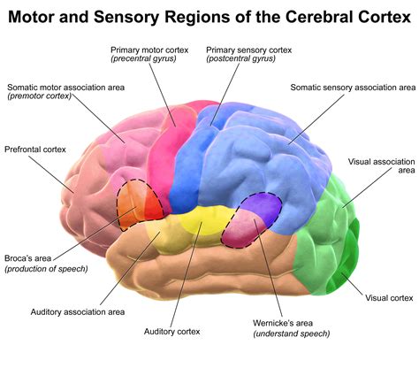 primary somatosensory cortex structure functions clinical significance