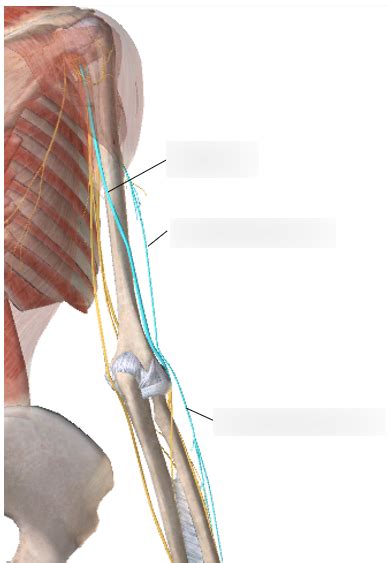 Posterior View Right Arm Nerves Diagram Quizlet