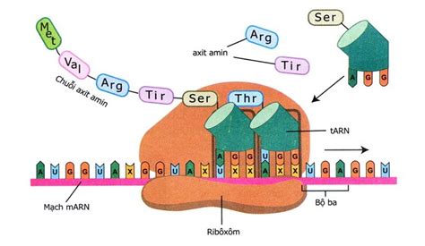 Lý thuyết Mối quan hệ giữa gen và tính trạng Sinh học 9 SGK Sinh lớp 9
