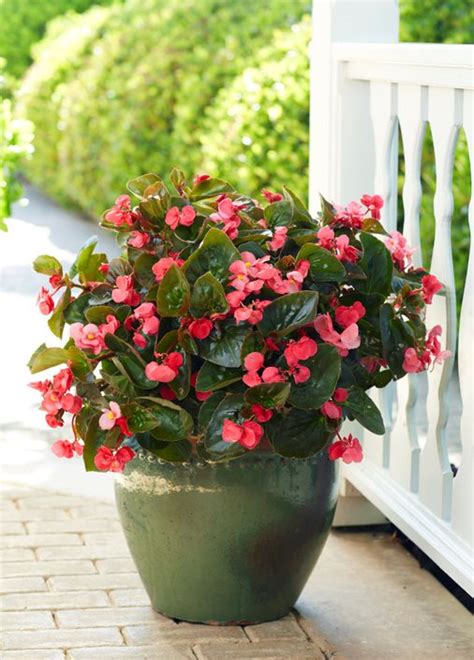Growing And Caring For Begonia Complete Gardering