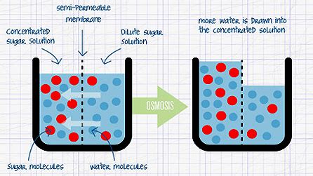 Osmosis Revision Notes In GCSE Biology Get Revising