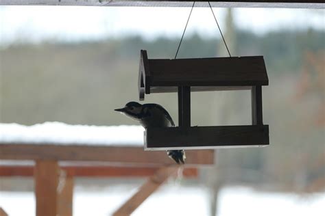 Buntspecht Specht Vogel Kostenloses Foto Auf Pixabay Pixabay