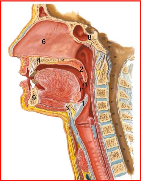 Upper Airway Labeling Diagram A P Diagram Quizlet