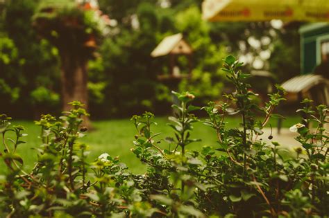Free Images Tree Nature Forest Grass Branch Sunlight Leaf