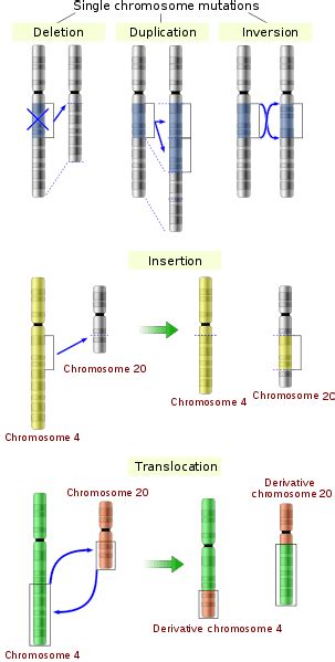Mutation Definition And Examples Biology Online Dictionary