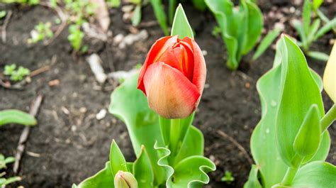 Tulipan Kwiaty Wiosna Darmowe zdjęcie na Pixabay Pixabay