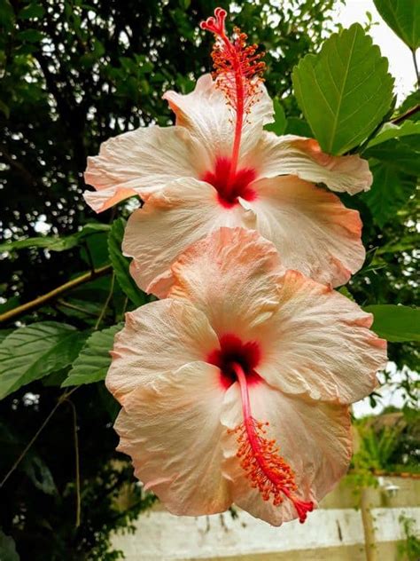 Flor De Hibisco Significado Cores E Como Cultivar 2023