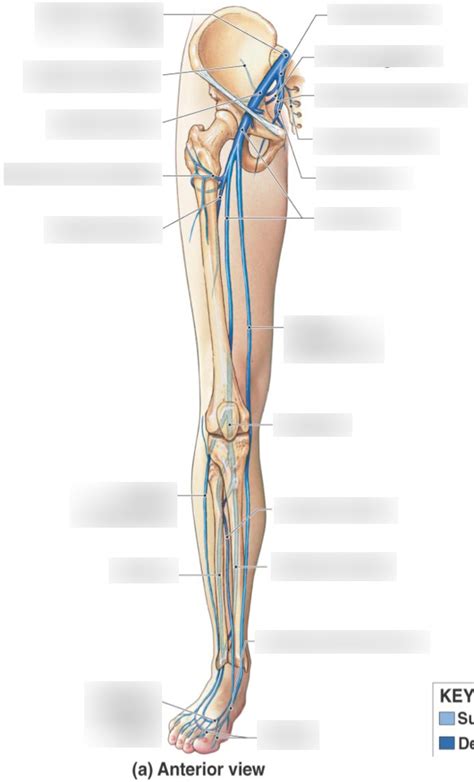 Veins Of The Lower Limbs Diagram Quizlet