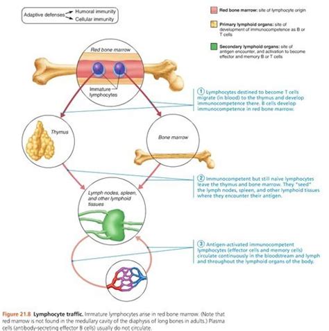 AP2 Final Chapter 21 Immune System Flashcards