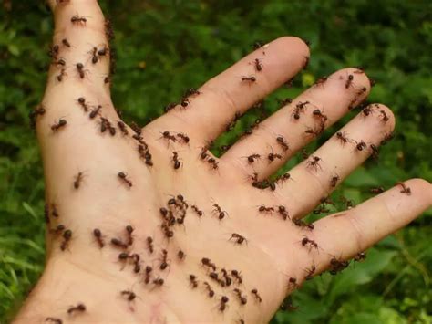 Hormigas en la casa significado y cómo combatirlas sin pesticidas