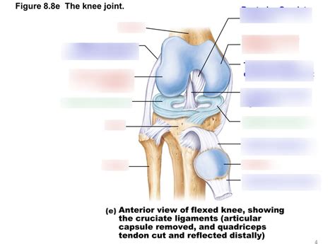 Anatomy Physiology Lab The Knee Joint Study Materials Flashcards