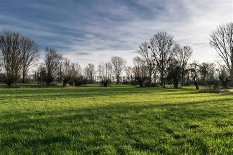 Kostenlose Bild Landschaft Feld Baum Rasen Blauer Himmel Wiese