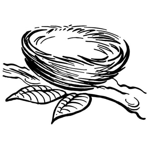 Desenhos De Ninho No Galho De Rvore Para Colorir E Imprimir