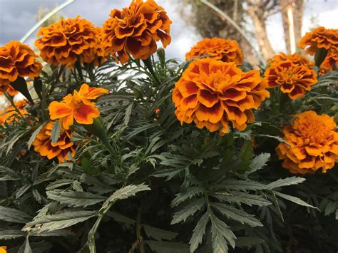 Cosecharon más de 1 millón de flores de cempasúchil en Xochimilco y Tláhuac