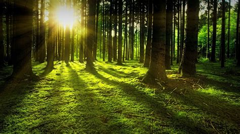 Sonidos De La Naturaleza Musica Curativa Musica Relajante Musica