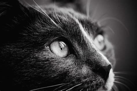 Le Langage Corporel Des Chats Comprendre Ce Que Votre Chat Essaie De