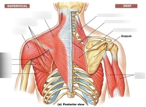 Upper Back Muscles Posterior Diagram Quizlet