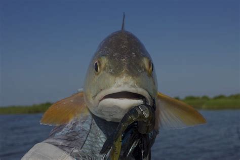 Louisiana Fishing Reports For Speckled Trout And Redfish