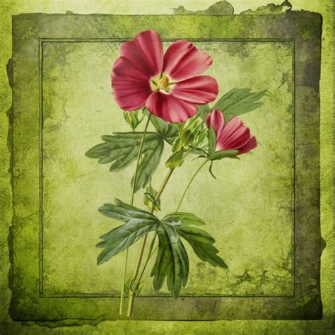 Vintage Art Illustration Flowers Free Stock Photo Public Domain Pictures