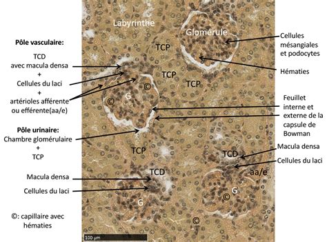 Le Rein LABORATOIRE D HISTOLOGIE Et D EMBRYOLOGIE
