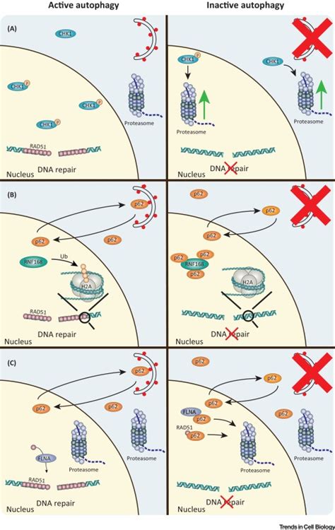 Actualités Scientifiques Médicales trendsincellbiology autophagie
