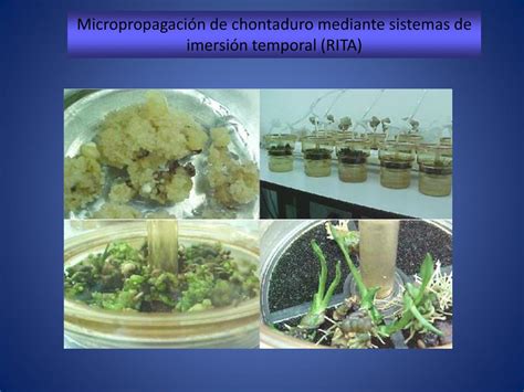 PPT BIOTECNOLOGIA PARA LA SEGURIDAD ALIMENTARIA Y ENERGETICA