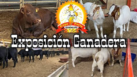 Exposición Ganadera Expo Feria Guadalupe 2023 rancho nuevoleon
