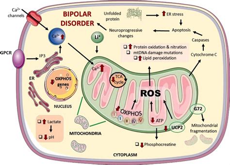 Agingdoc1MD PhD On Twitter Mitochondria Dysfunction And Bipolar