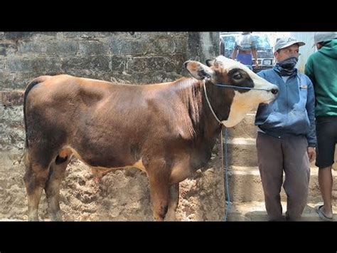 Pegon Juta Harga Murah Jam Siang Harga Oleng Pasar Jatirogo