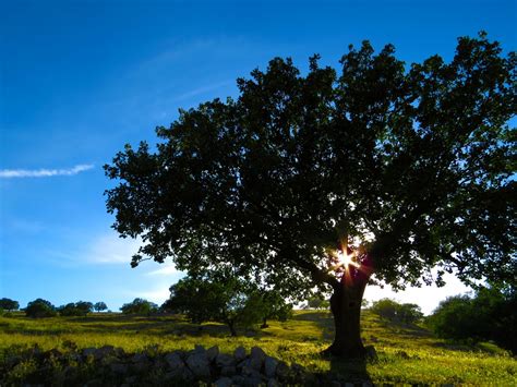 Banco de imagens panorama árvore natureza grama horizonte nuvem