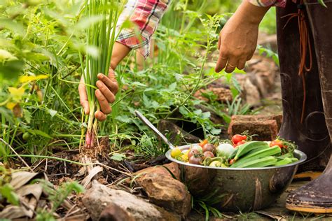 Cómo a gastronomia sustentável ajuda a cuidar o meio ambiente Somos