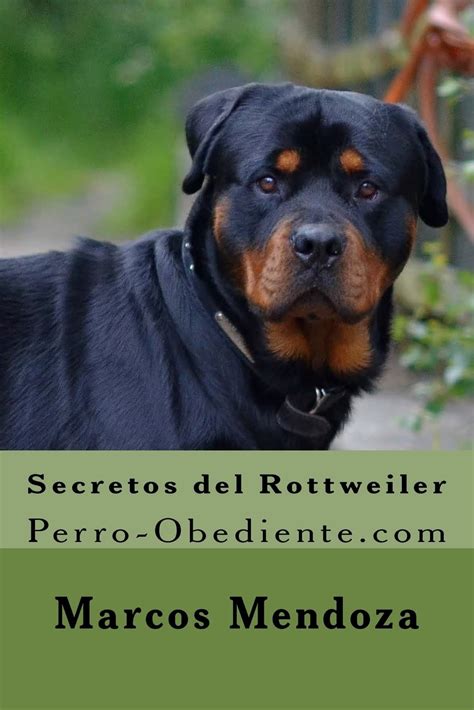 Descubre los secretos del Rottweiler características cuidados y