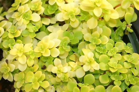 Veja 10 Tipos De Suculentas As Plantas Queridinhas Do Momento