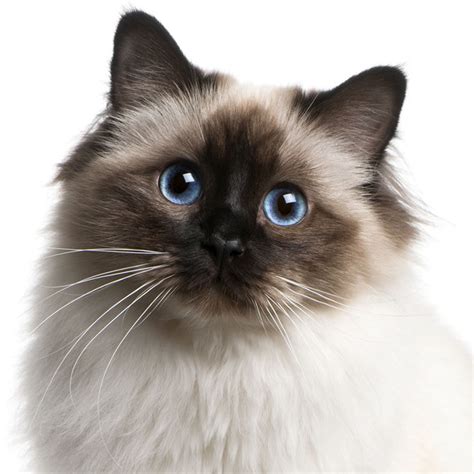 Los GATOS y GATITOS más exóticos y bonitos del mundo PetDarling