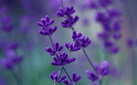 Lavender Wallpapers Wallpaper Cave