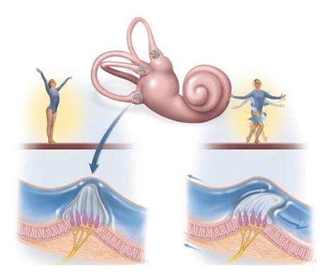 Vestibular Sense Of Equilibrium Transduction For Angular Rotation