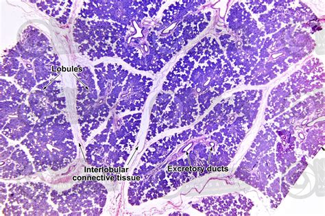 Parotid Gland Histology Diagram