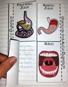 Human Body Systems Interactive Notebook Activity Pack Tpt